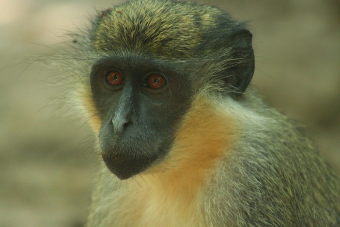 The Gambia: The Greedy Green Monkey | The Arbuturian